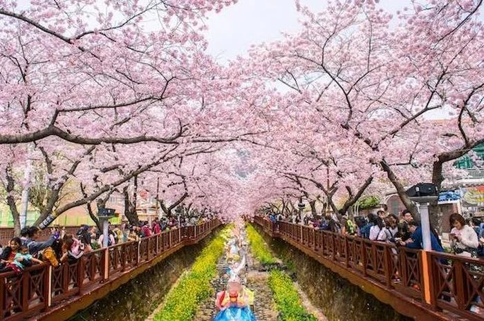 Prediksi Mekarnya Bunga Sakura 2026: Dari Korea Selatan hingga Jepang ...
